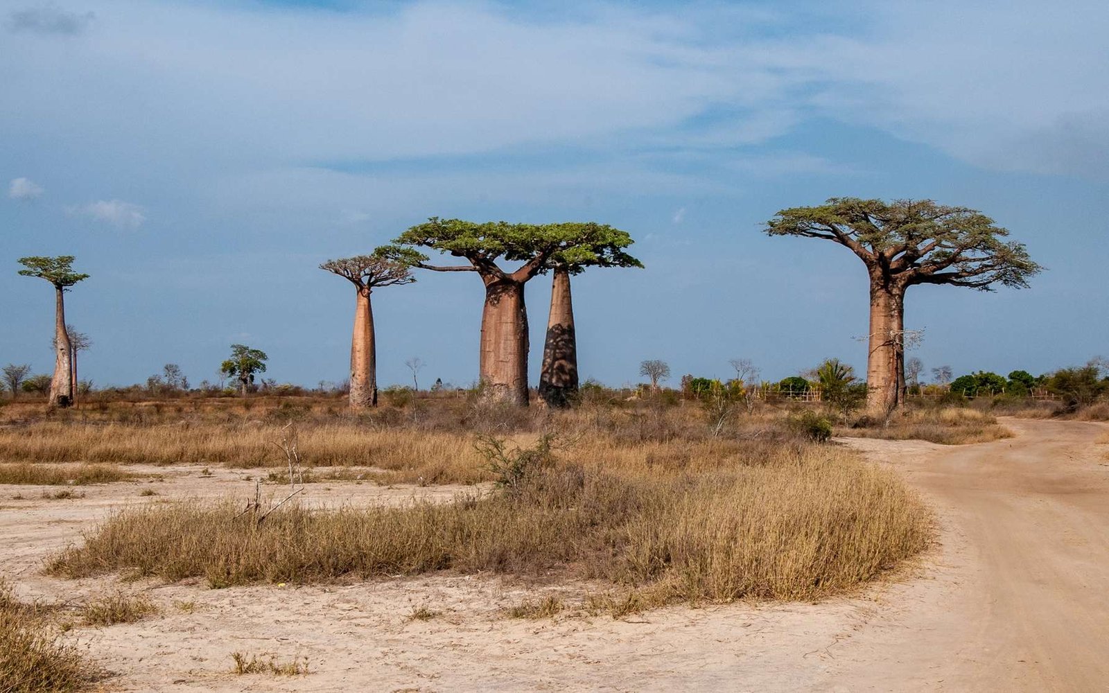 baobab-afrique – Missionaries of Africa